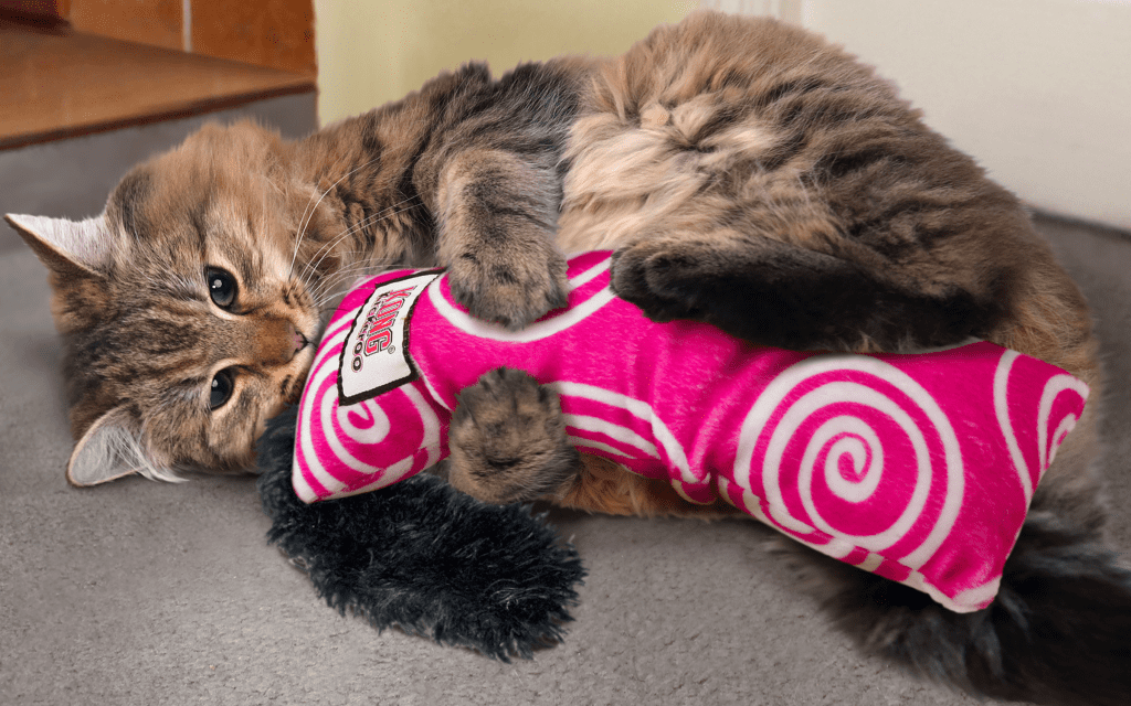 June is Adopt a Cat Month | KONG June is Adopt a Cat Month | KONG