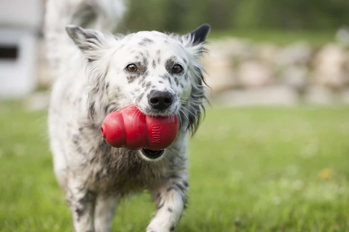 Choosing the Right KONG® | The KONG Company